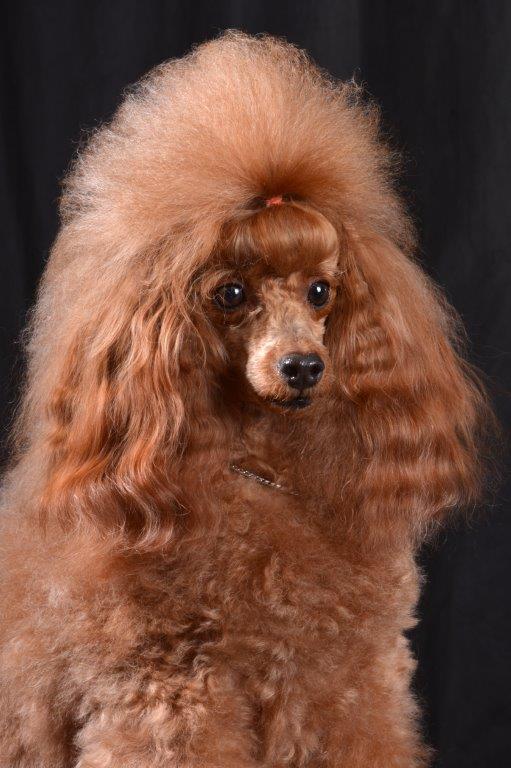 PLANET POODLE - Das Pudel Magazin - The Poodle Magazine